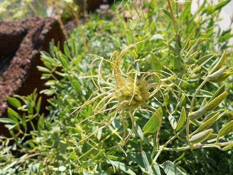 Clematis Scottii | Scotts Clematis | 5 Seeds - Etsy