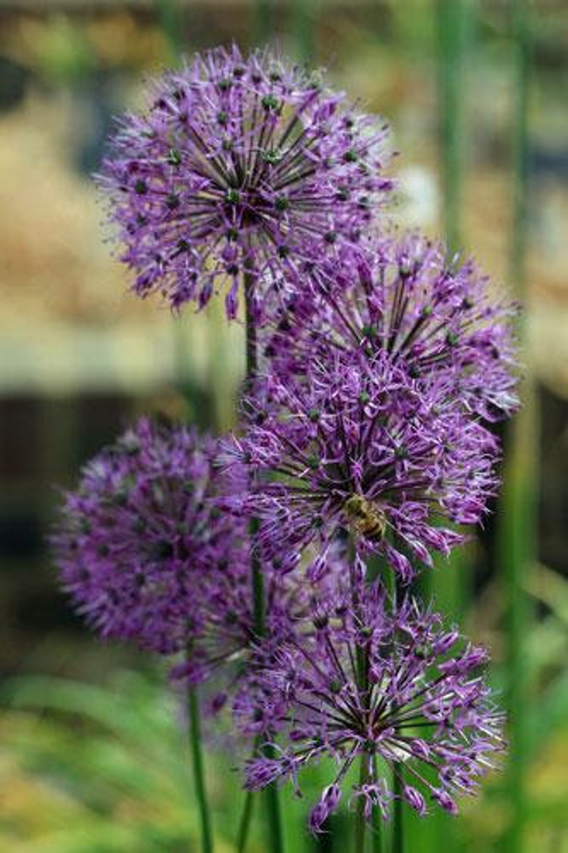 Allium Jesdianum | Ornamental Onion or Allium | Michael Hoog | 10 Seeds ...