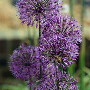 Allium Jesdianum | Ornamental Onion or Allium | Michael Hoog | 10 Seeds ...