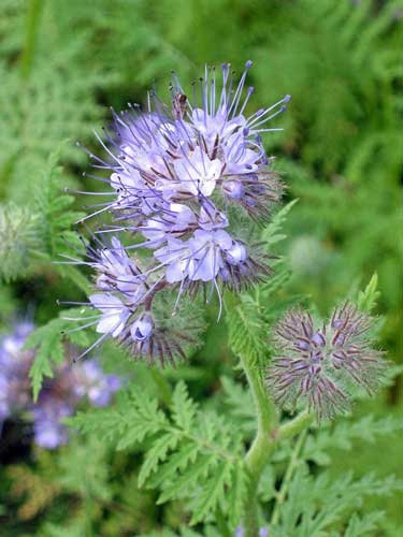 Phacelia Tenacetifolia | Lacy Phacelia | Fiddleneck | 300 Seeds - Etsy