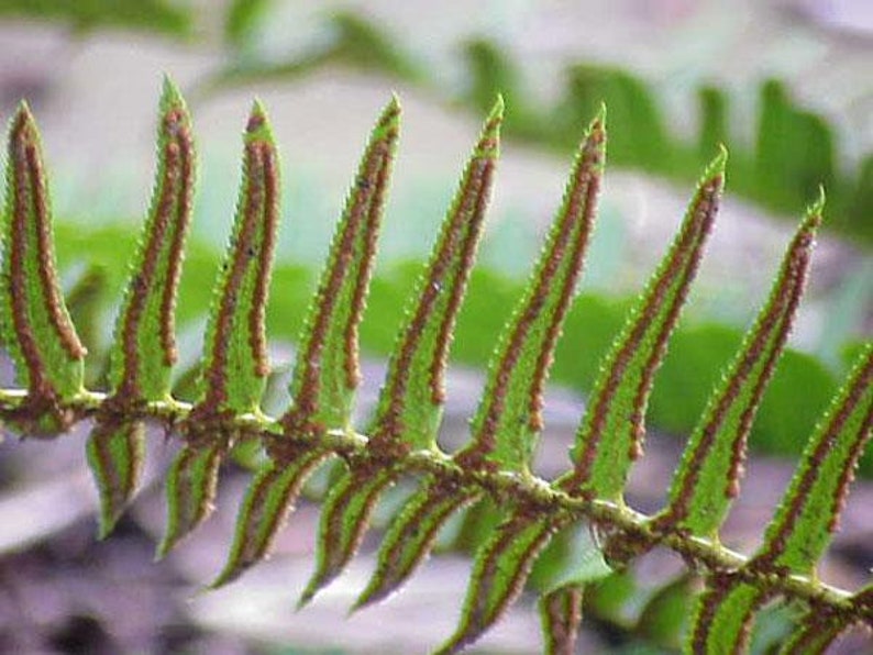 Polystichum Munitum | Western Sword Fern | 2000 Spores - Etsy