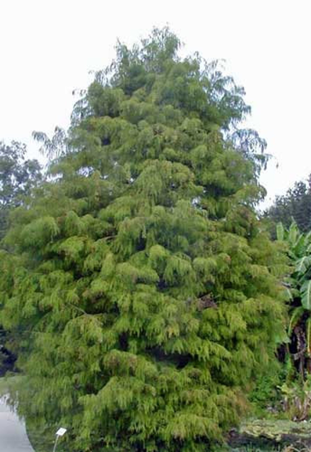 Taxodium Distichum Var. Distichum | Northern Bald Cypress | 25 Seeds - Etsy