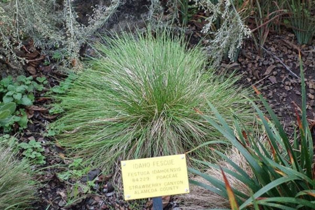 Festuca Idahoensis | Roemers Fescue | Blue Bunchgrass | 250 Seeds - Etsy