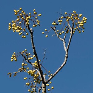 Melia Azedarach | Chinaberry Tree | Syringa Berry Tree | Cape Lilac ...