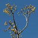 Melia Azedarach | Chinaberry Tree | Syringa Berry Tree | Cape Lilac ...