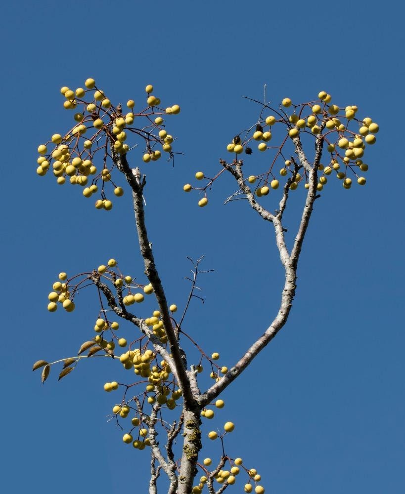 Melia Azedarach Chinaberry Tree Syringa Berry Tree Cape - Etsy