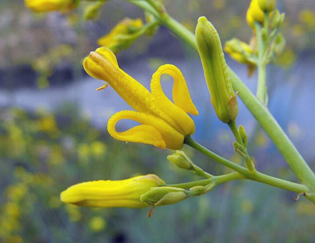Dicentra Chrysantha | Golden Ear Drops | 10 Seeds - Etsy