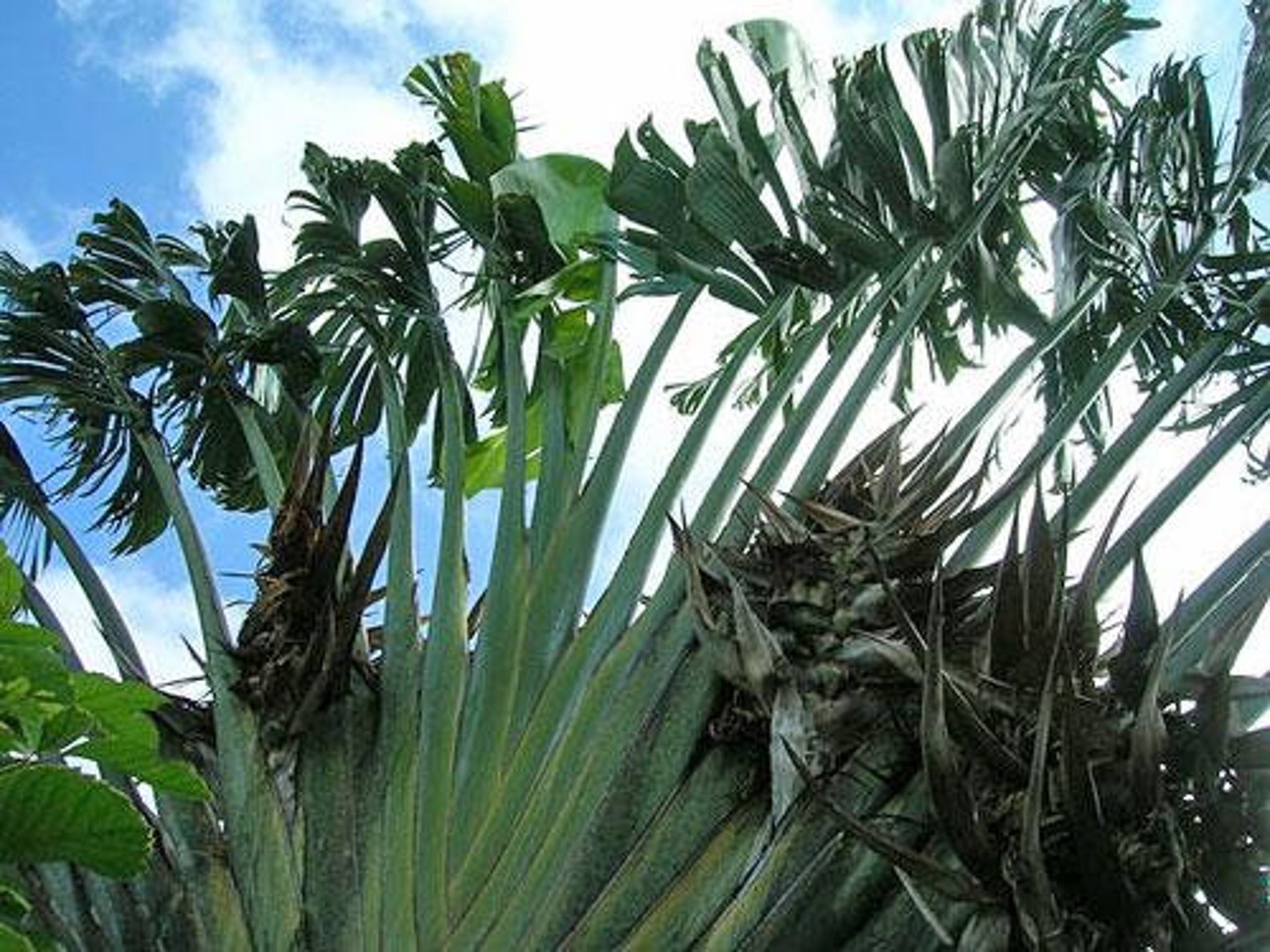 Ravenala Madagascariensis | Fan Plantain | Travellers Palm | 5 Seeds - Etsy
