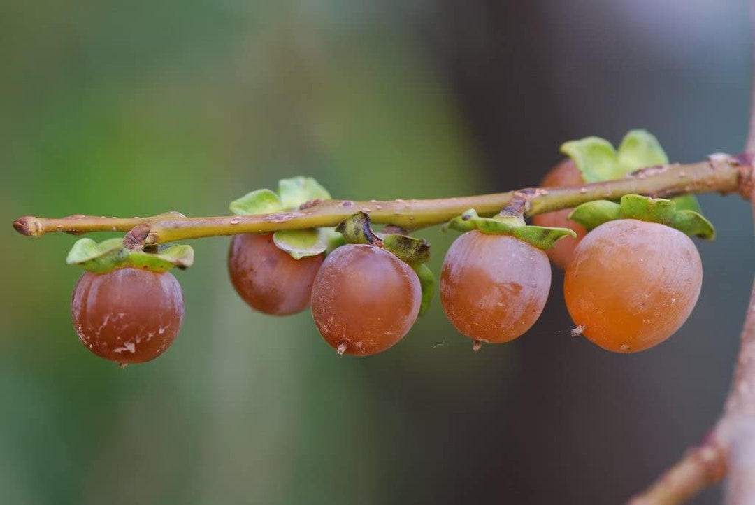 Diospyros Lotus | Date-plum | Caucasian or Lilac Persimmon | 10 Seeds ...