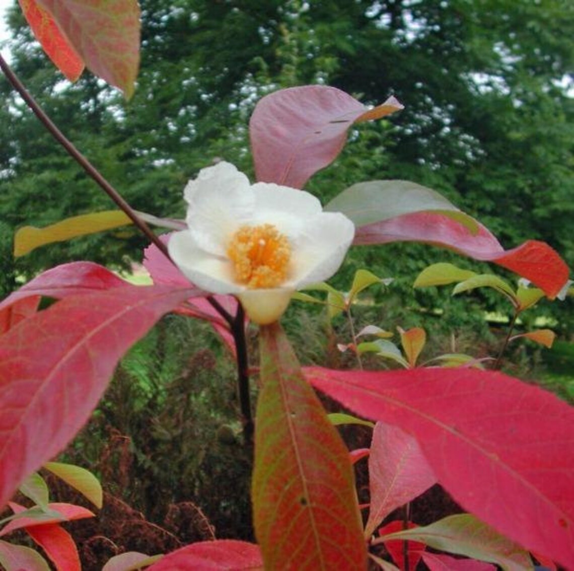 Frankilinia Altamaha Ben Franklin Tree Franklin Tree 5 - Etsy