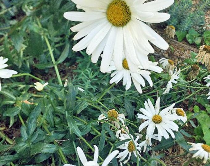 Montauk Daisies Nippon Daisies 10 Seeds - Etsy