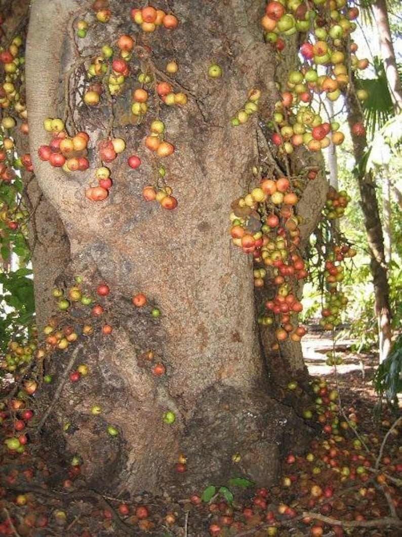 Ficus Racemosa Cluster or Indian Fig Tree Audumbara 100 - Etsy