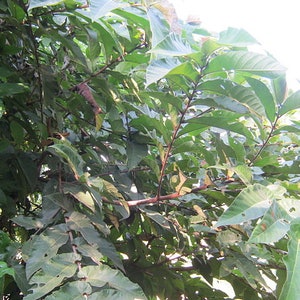 Ficus Semicordata | Drooping Fig | 150 Seeds - Etsy