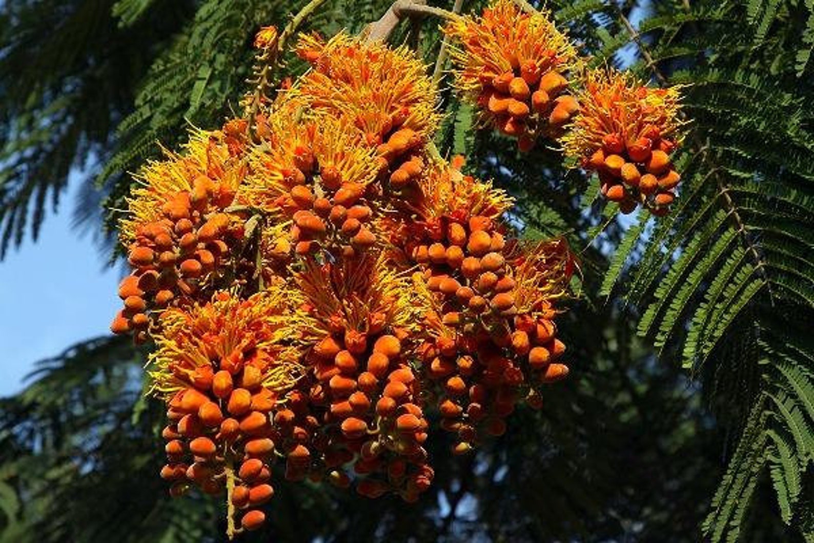 Colvillea Racemosa Colville's Glory Tree Whip Tree 5 | Etsy