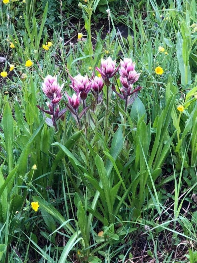 Castilleja Rhexifolia Alpine Paintbrush Pink Paintbrush - Etsy