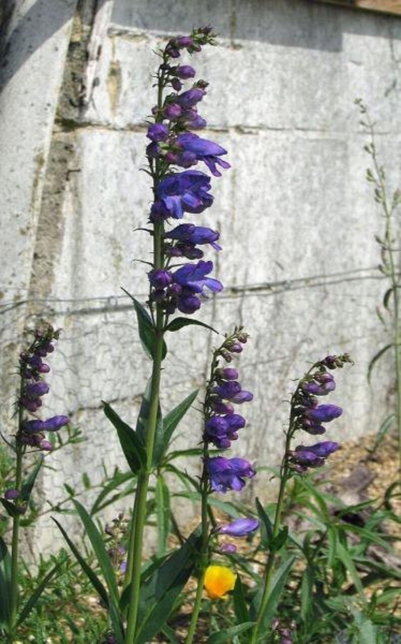 Penstemon Strictus Rocky Mountain Penstemon Pride of the - Etsy