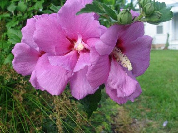 Hibiscus Syriacus Violet Satin Rose of Sharon Shrub | Etsy