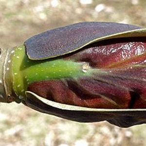 Magnolia Officinalis | Houpo Magnolia | 5 Seeds - Etsy