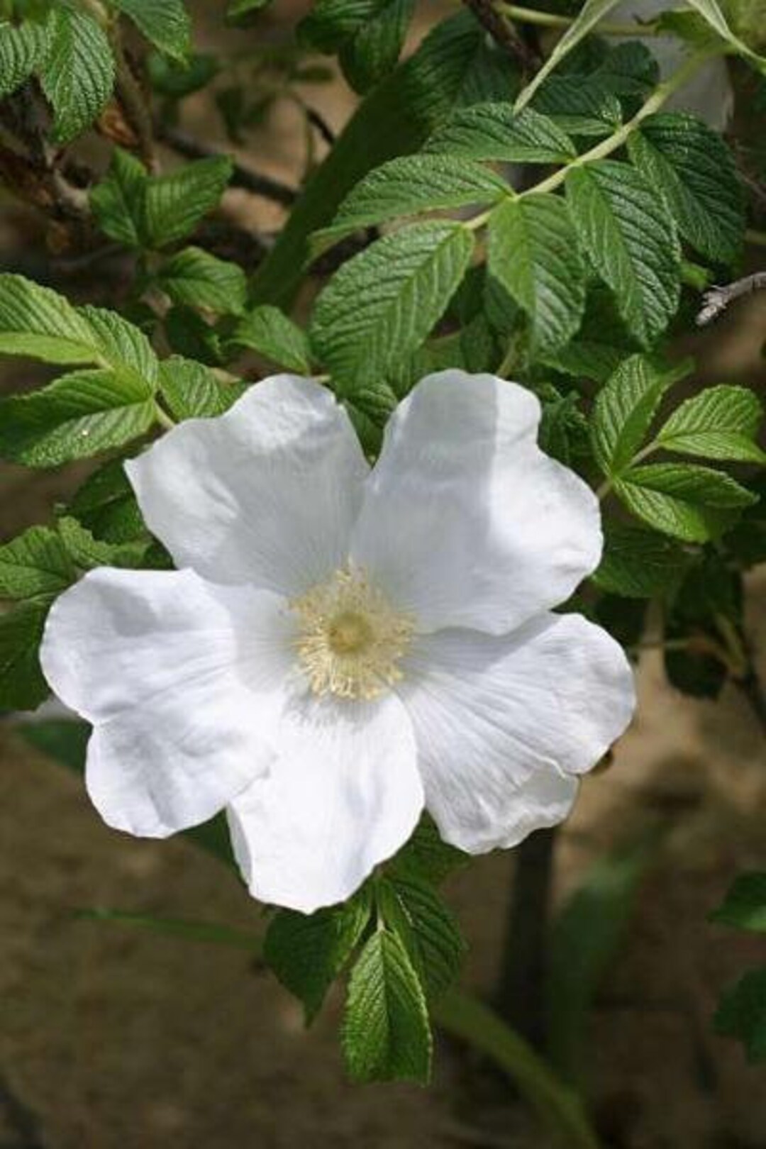 Rosa Rugosa Var. Alba | Rugosa Rose | 10 Seeds - Etsy