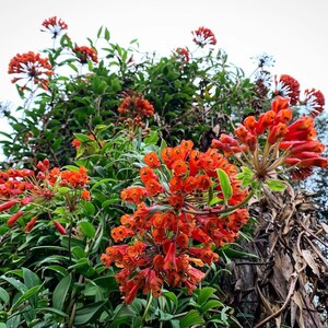 Bomarea Sp. | Big Red Bomarea | 10 Seeds - Etsy
