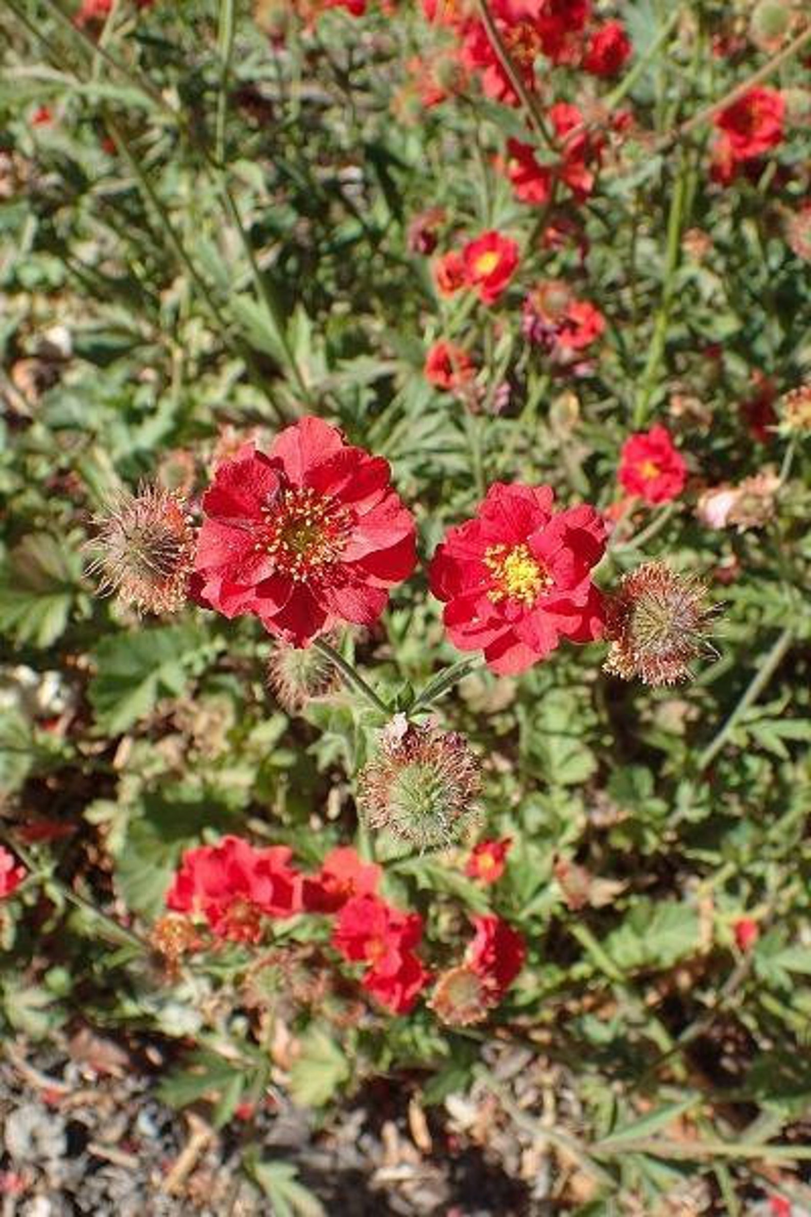 Geum Chiloense Avens Mrs. J Bradshaw Red Double Geum 100 - Etsy