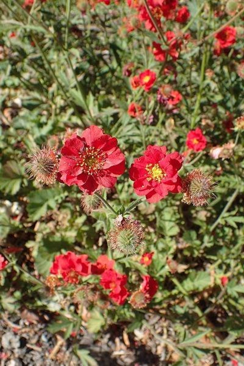 Geum Chiloense Avens Mrs. J Bradshaw Red Double Geum 100 - Etsy
