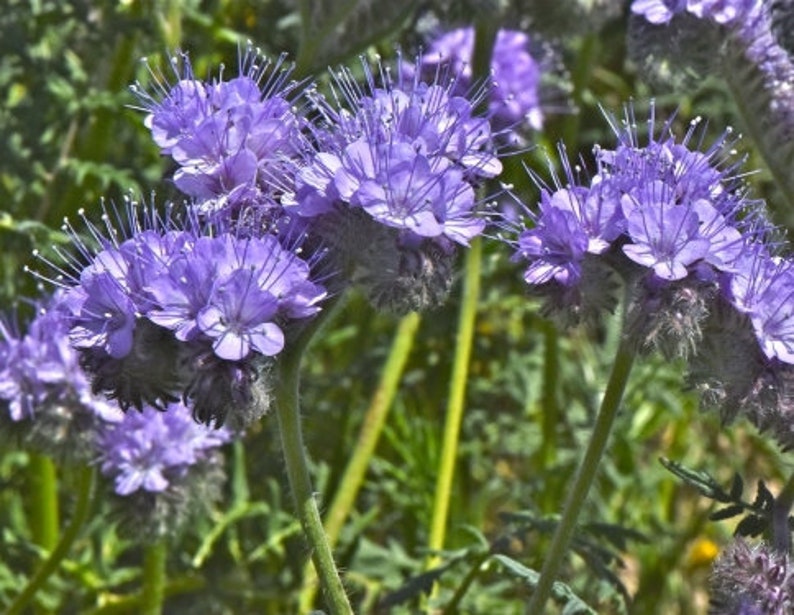 Phacelia Tenacetifolia | Lacy Phacelia | Fiddleneck | 300 Seeds - Etsy