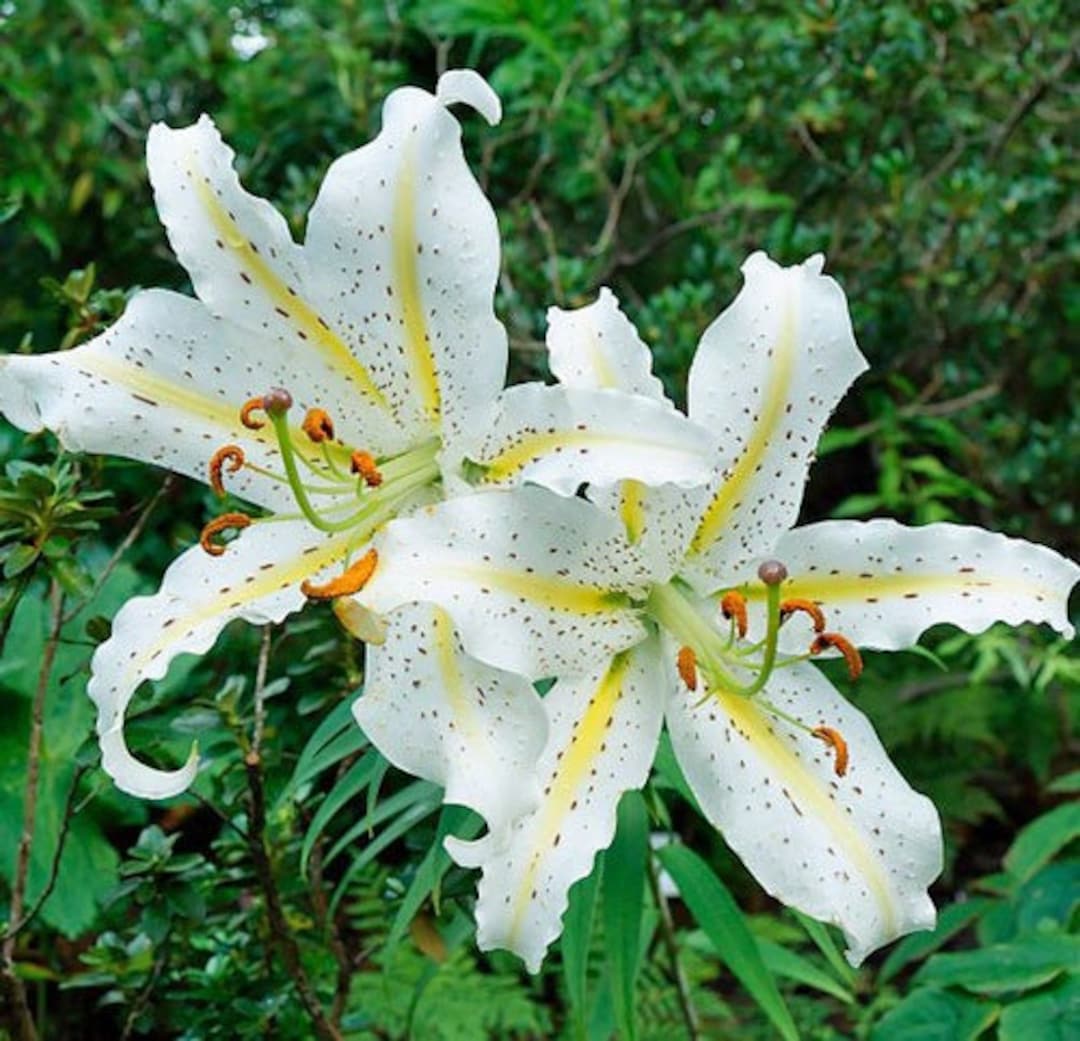Lilium Auratum | Golden-rayed Lily of Japan | Mountain Lily | 5 Seeds ...