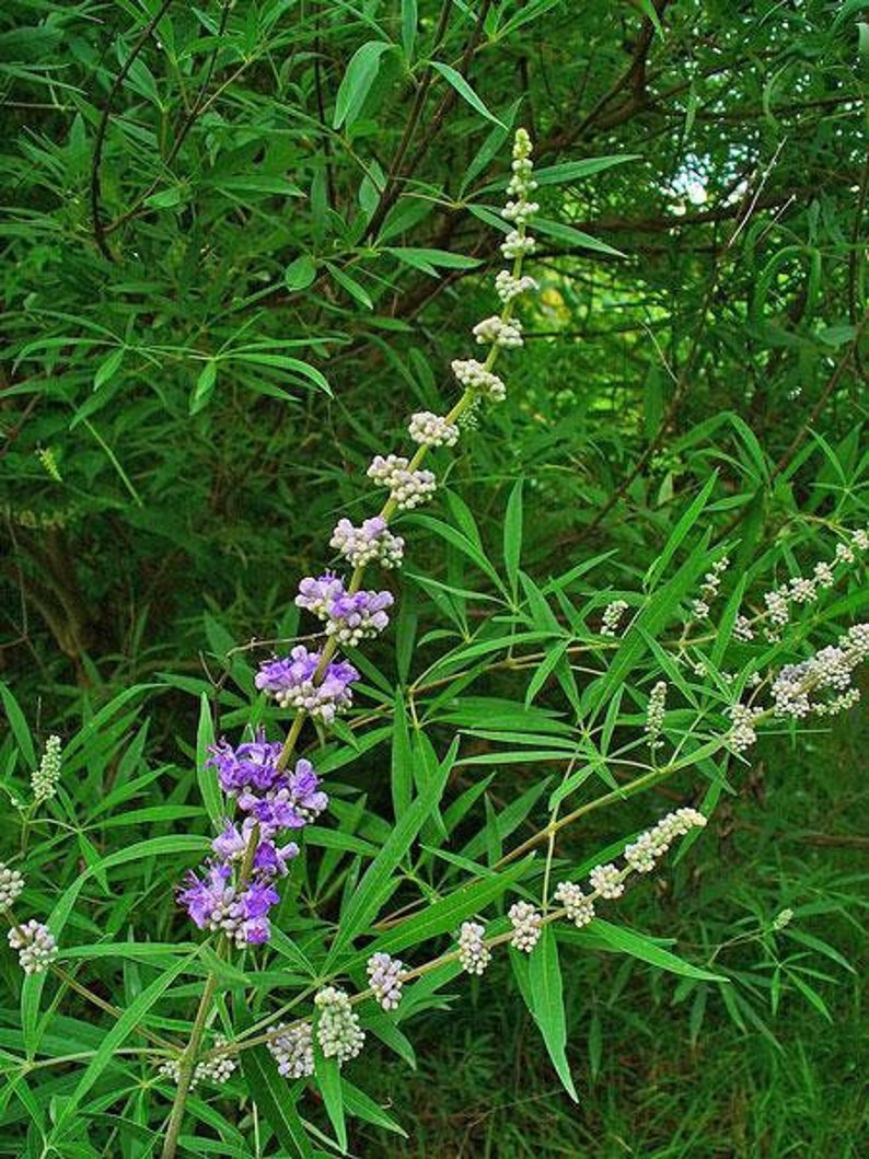 Vitex Agnus-castus Chaste Tree Monk's Pepper - Etsy