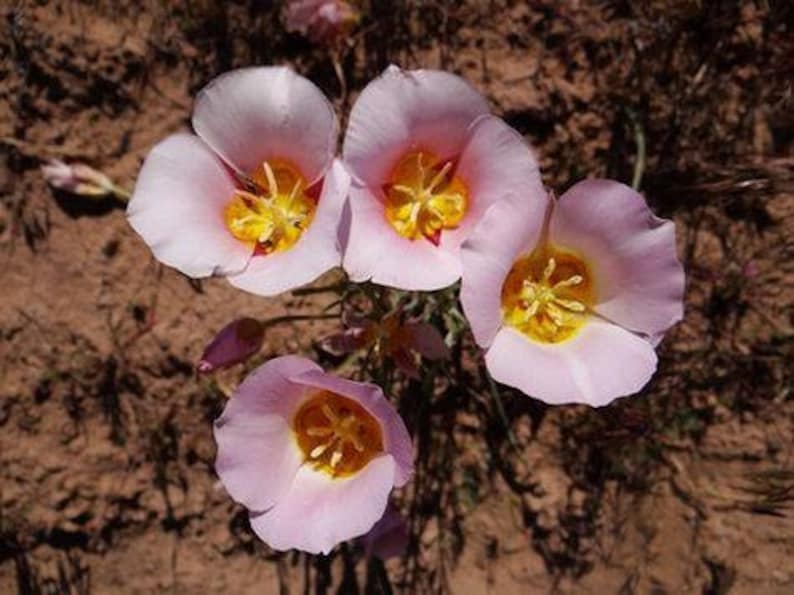 Calochortus Nuttallii (pink) | Nuttalls Mariposa | Sego Lily | 10 Seeds ...