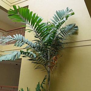 Ptychosperma Macarthurii | Macarthur Palm | 10 Seeds - Etsy