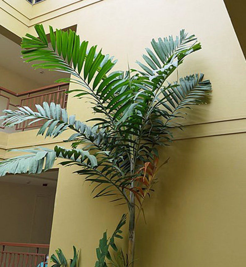 Ptychosperma macarthurii / Palma Macarthur / 10 Semillas - Etsy España