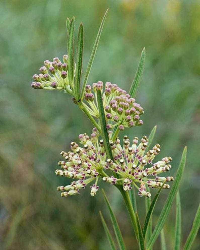 Asclepias Hirtella | Tall Green Milkweed | Prairie Milkweed | 10 Seeds ...