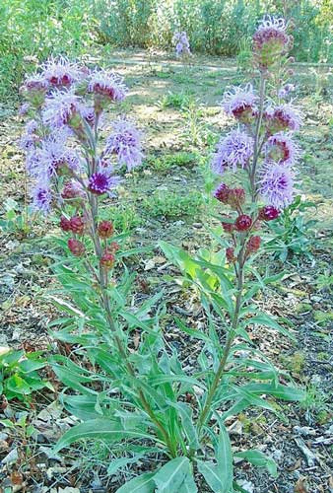 Liatris Ligulistylis | Rocky Mountain or Meadow Blazing Star | 10 Seeds - Etsy