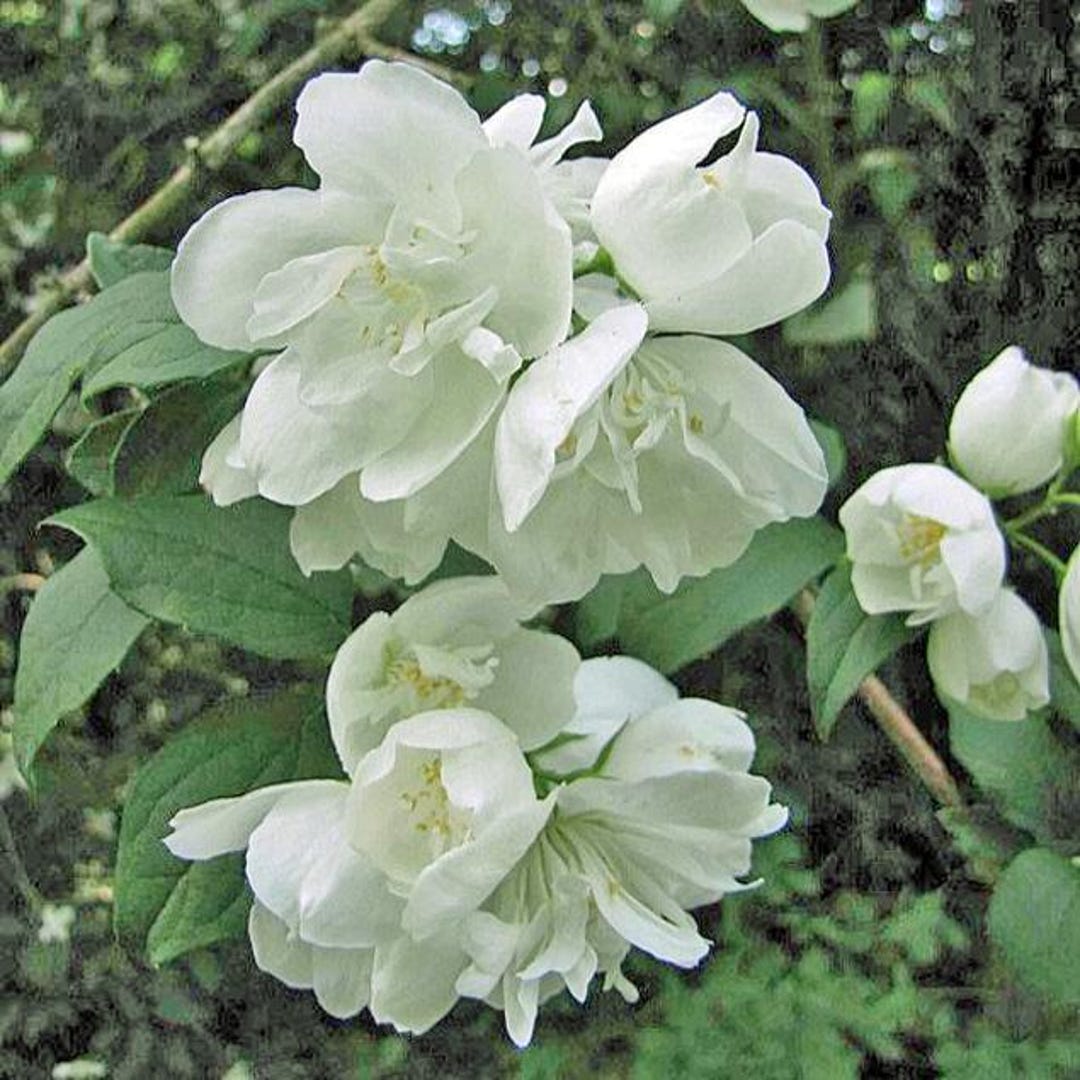 Philadelphus Virginalis | Virgin's Bower | 20 Seeds - Etsy