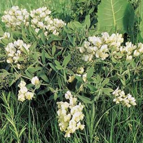 Baptisia Bracteata False-indigo Cream Wild Indigo - Etsy