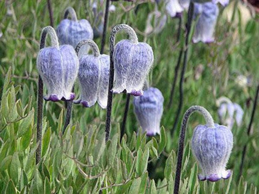 Clematis Scottii | Scotts Clematis | 5 Seeds - Etsy