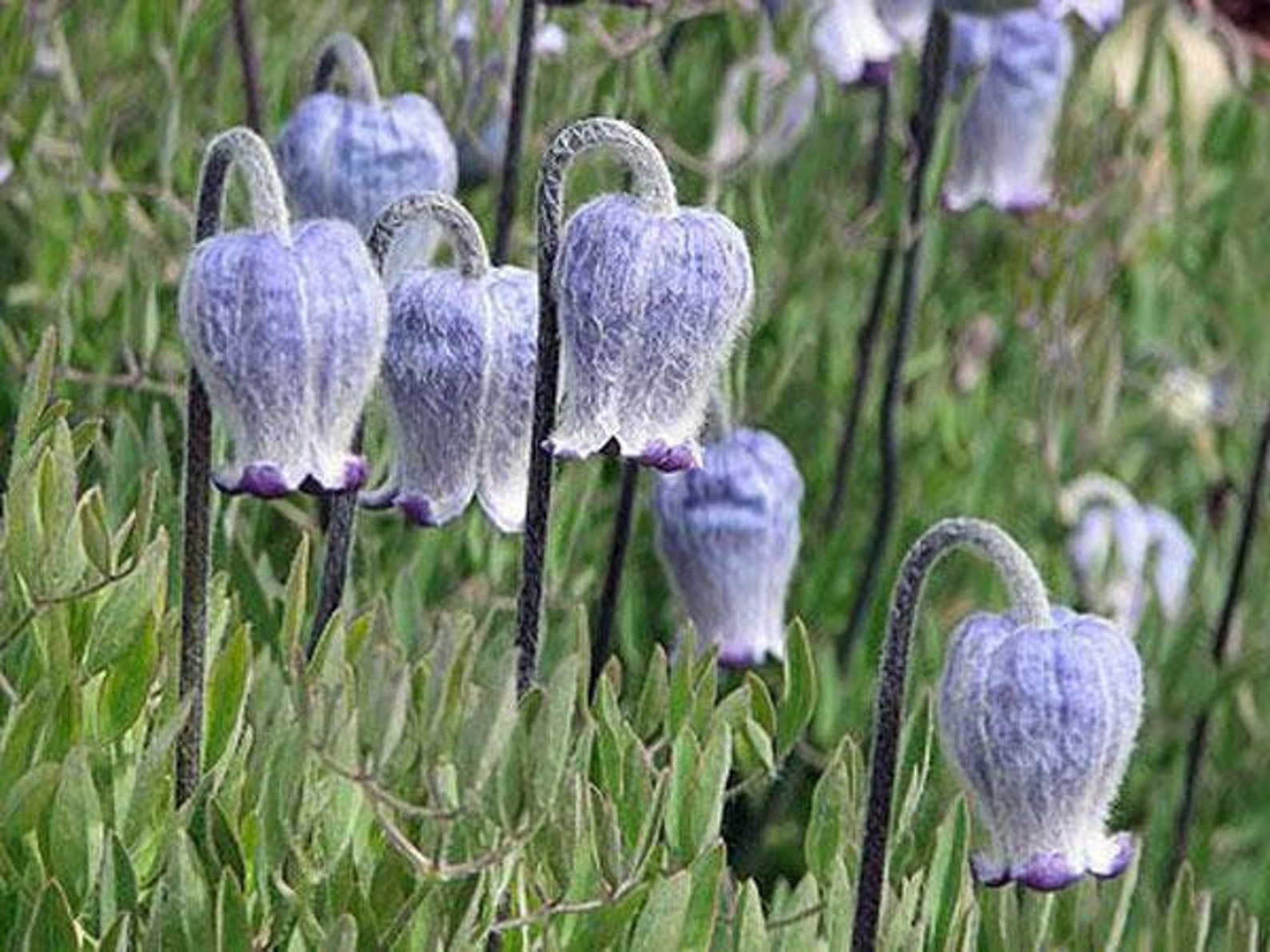 Clematis Scottii | Scotts Clematis | 5 Seeds - Etsy