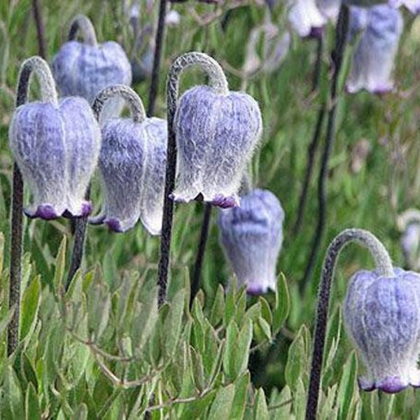 Clematis - Etsy