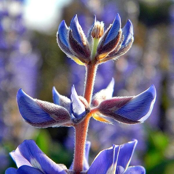 Lupinus Nanus Sky Lupine Ocean Blue or Dwarf Lupine 25 - Etsy