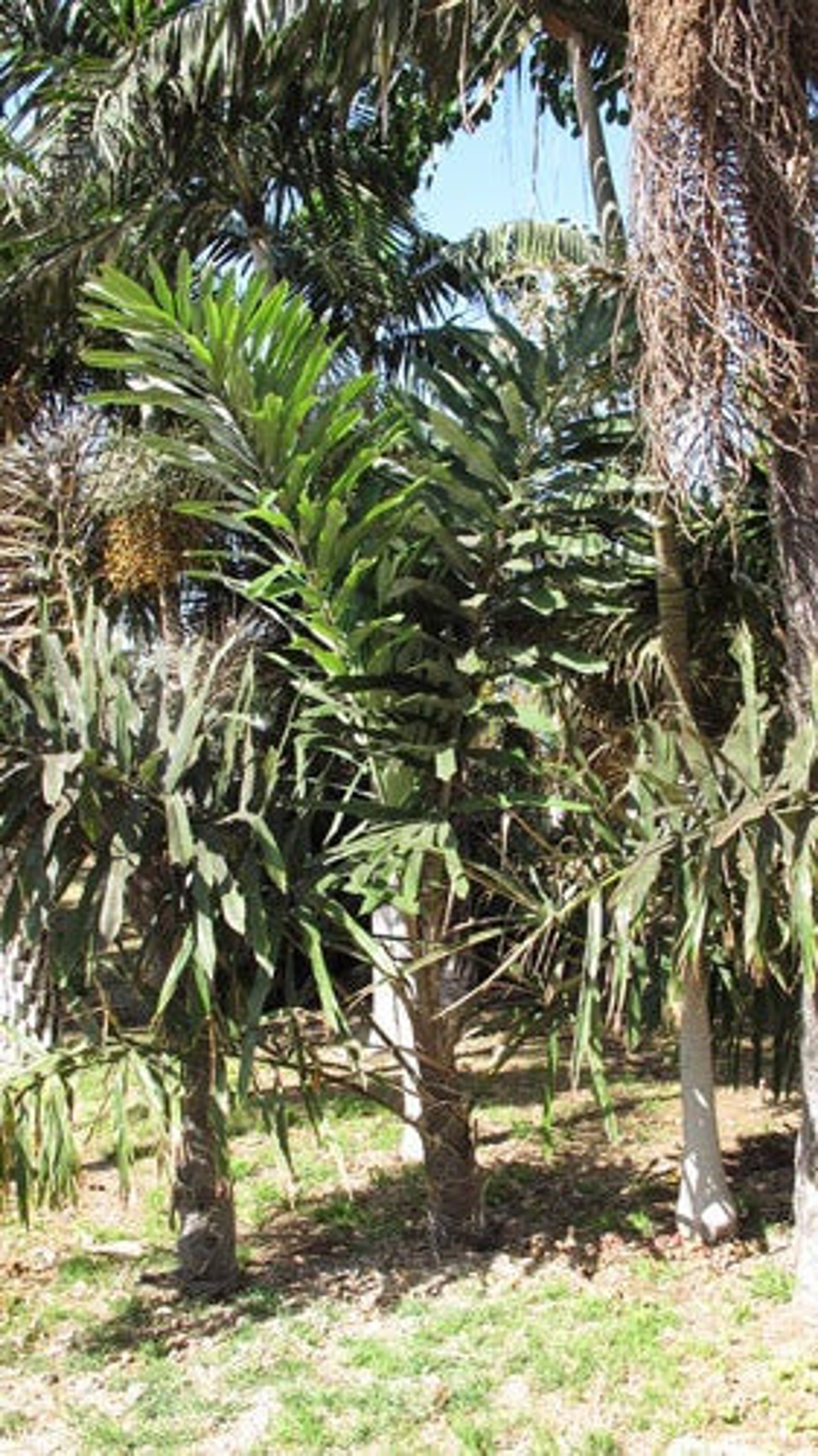 Wallichia Disticha | Distichous Fishtail or Wallich Palm | 20 Seeds - Etsy