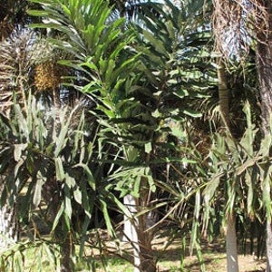 Wallichia Disticha | Distichous Fishtail or Wallich Palm | 20 Seeds - Etsy