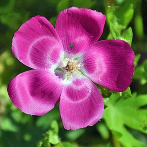 Callirhoe Involucrata | Purple Poppy Mallow | 20 Seeds - Etsy