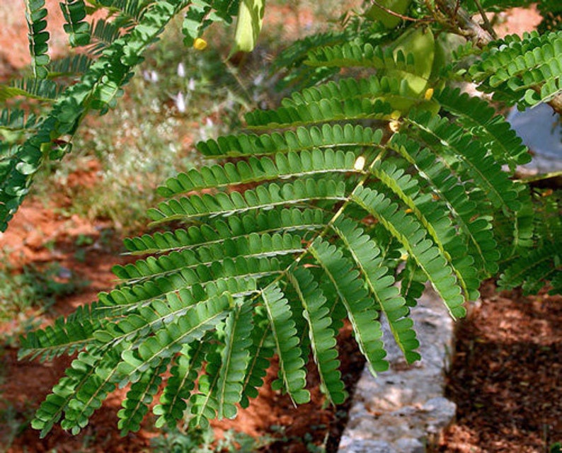 Caesalpinia Sappan | Sappanwood | Brazilwood | 5 Seeds - Etsy