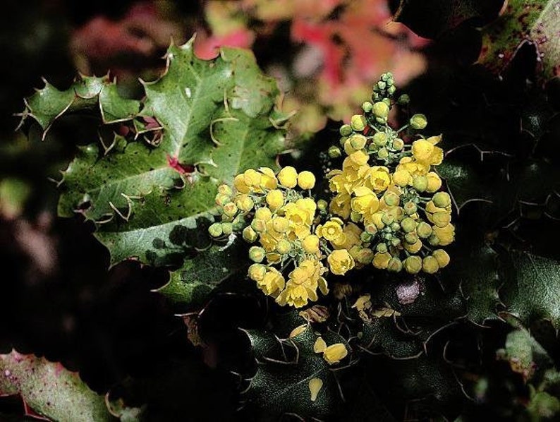 Berberis Pinnata Coast Barberry California Barberry 10 - Etsy