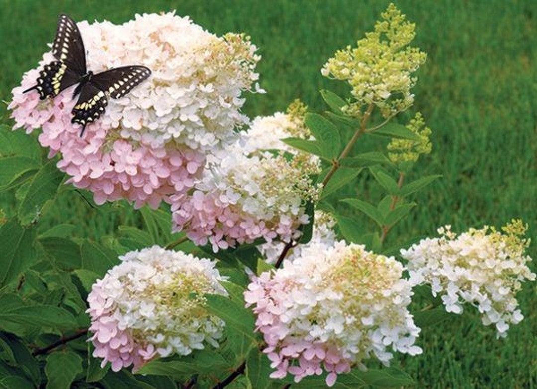 Hydrangea Paniculata Grandiflora Pee Gee Hydrangea 100 Seeds Etsy