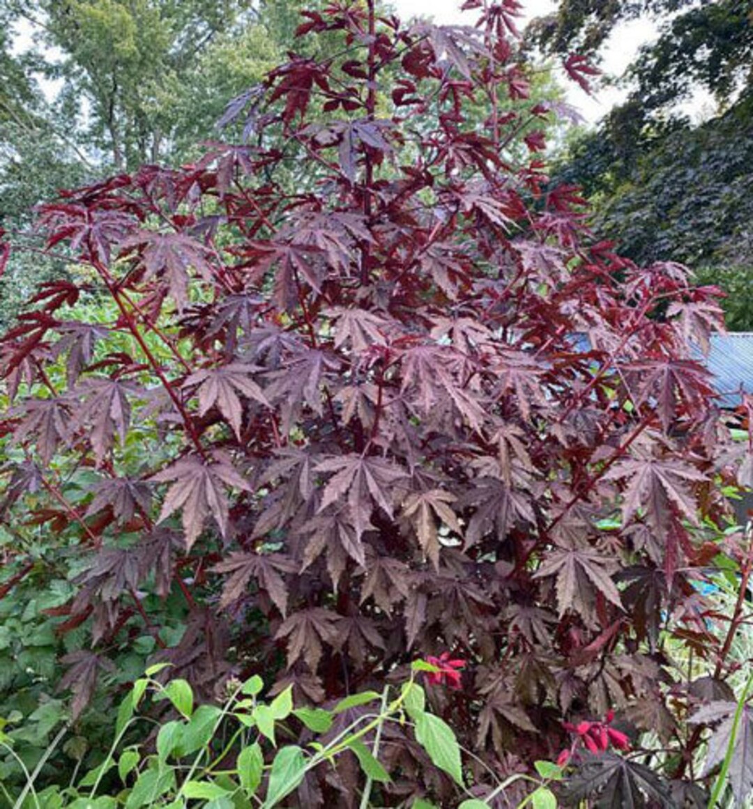 Hibiscus Mahogany Splendor Red Leaf Hibiscus 5 Seeds Etsy