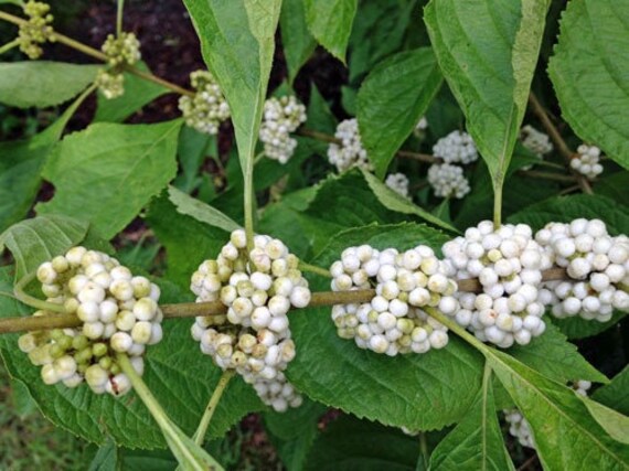 Callicarpa Dichotoma Uses