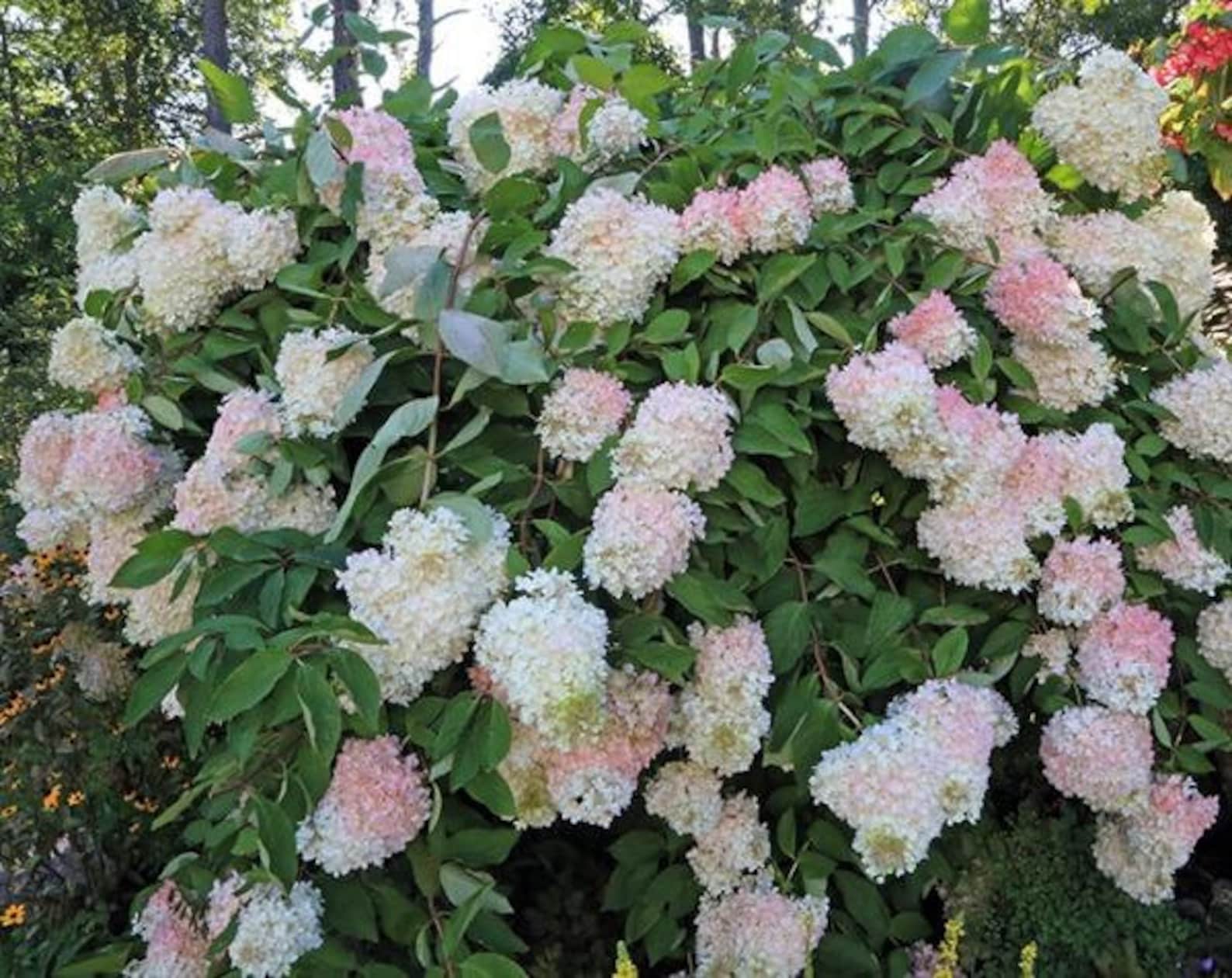 Hydrangea Paniculata Grandiflora Pee Gee Hydrangea 100 Seeds - Etsy