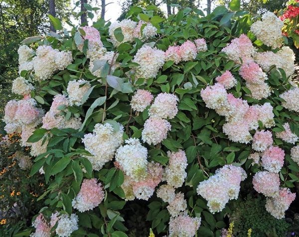 Hydrangea Paniculata Grandiflora Pee Gee Hydrangea 100 - Etsy